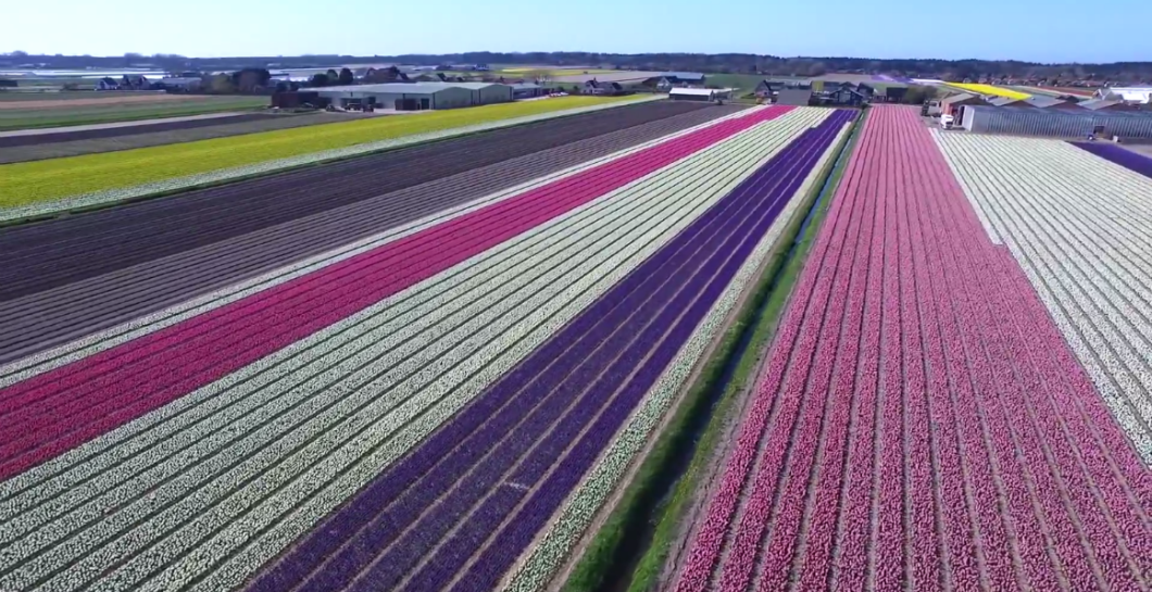 Drone mostra as belezas dos campos de tulipas na Holanda