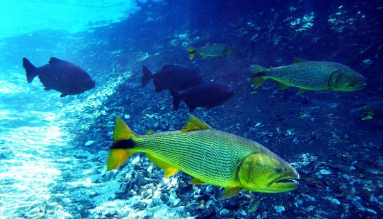 18 fotos que vão fazer você se apaixonar por Bonito