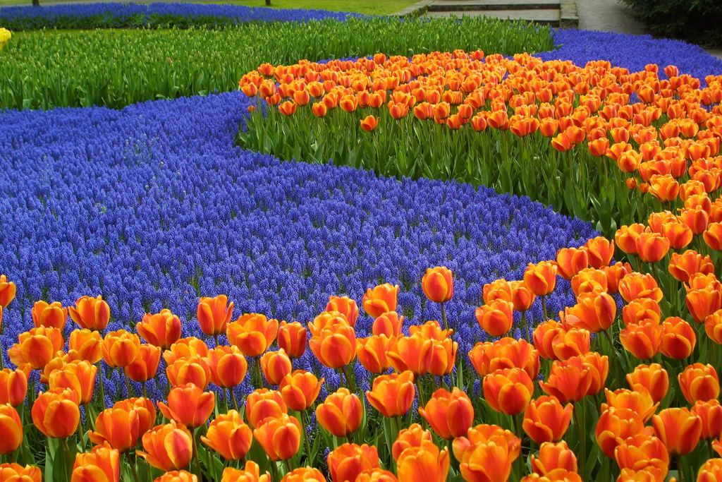 Keukenhof 2020, Holanda: como visitar o maior jardim de tulipas do mundo