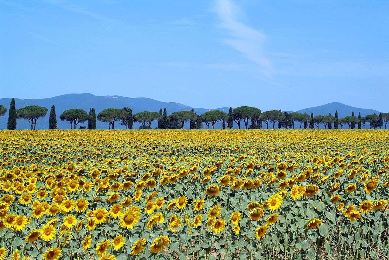 Descubra onde e quando encontrar os campos de girassóis na Toscana