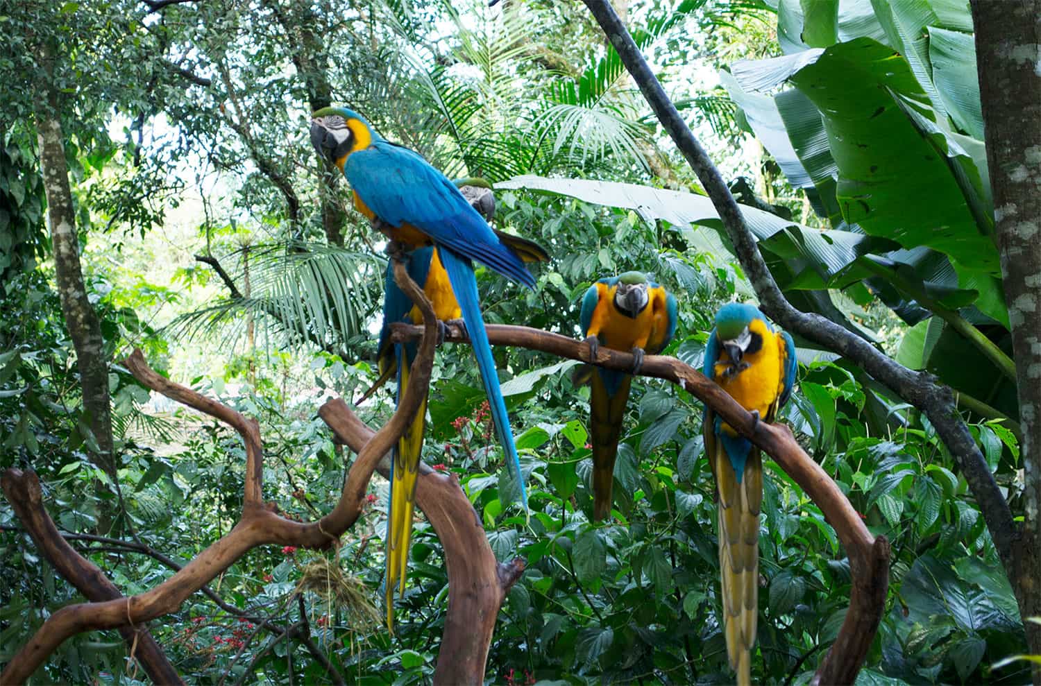 Passeio no Parque das Aves: o que fazer em Foz do Iguaçu