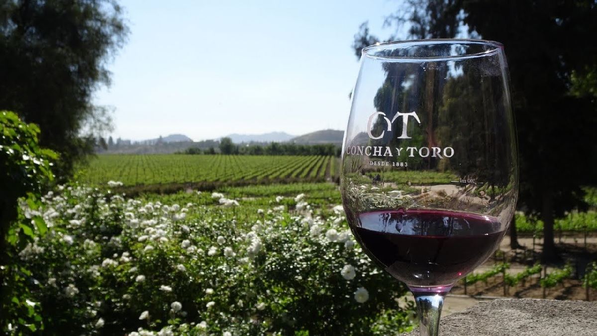 Vinícola chilena Concha y Toro oferece curso online gratuito