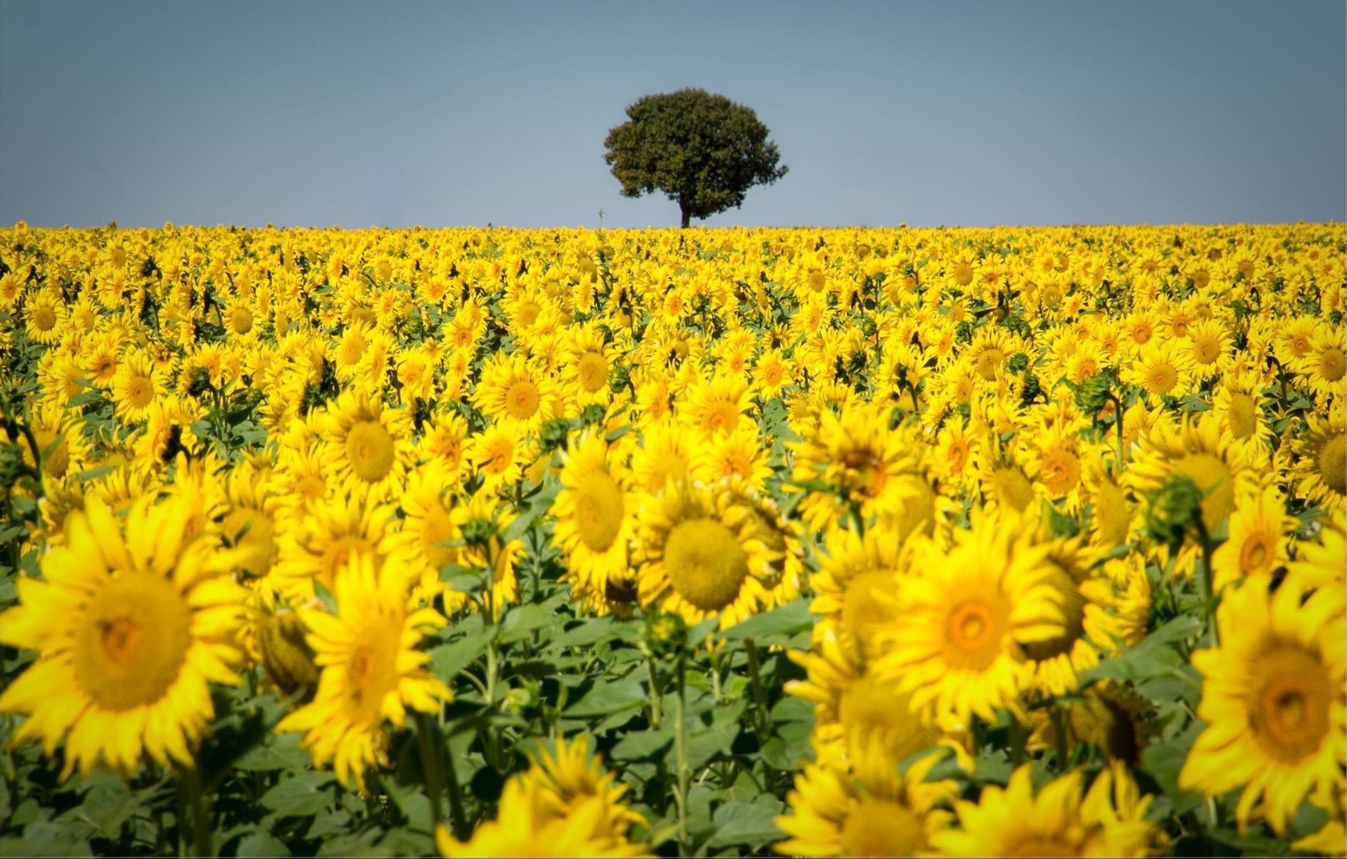 Campos de girassóis para visitar em São Paulo, Minas e Rio