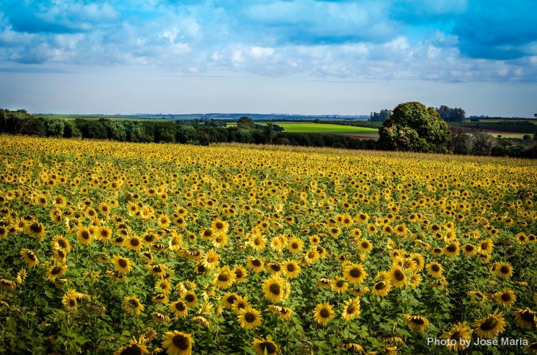 Campos de girassóis para visitar em São Paulo, Minas e Rio