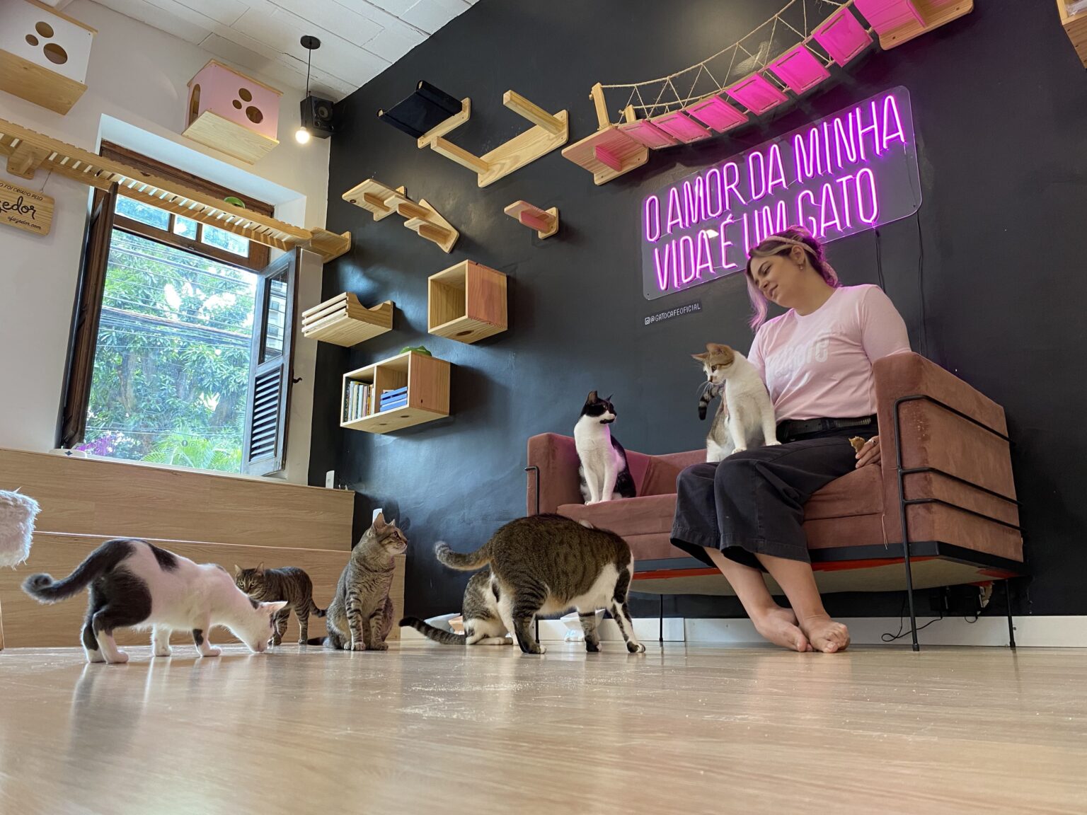 Conheça os Cat Cafés: as cafeterias para quem ama felinos