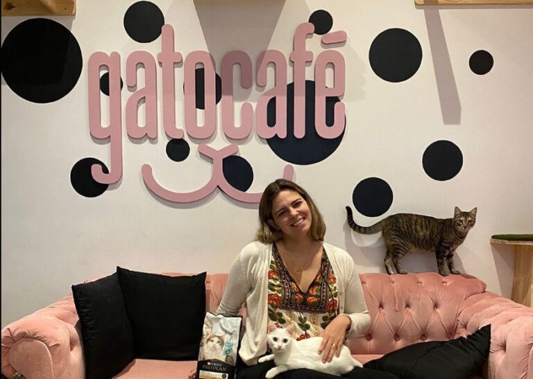 Conheça os Cat Cafés: as cafeterias para quem ama felinos