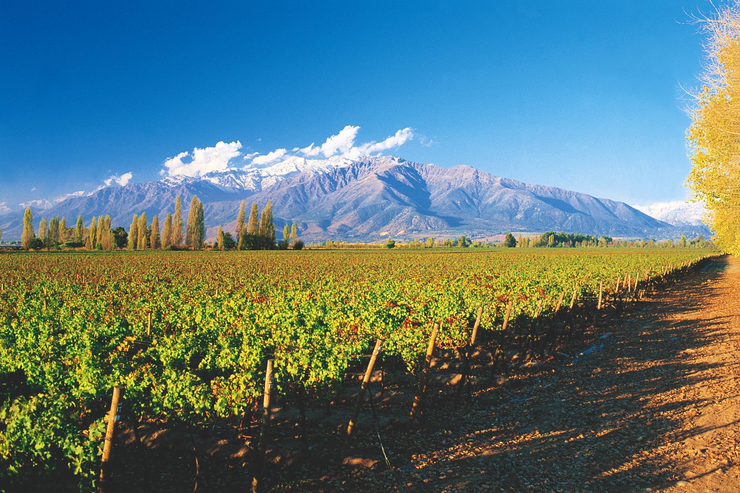 Vinícola Concha Y Toro: dicas do passeio saindo de Santiago